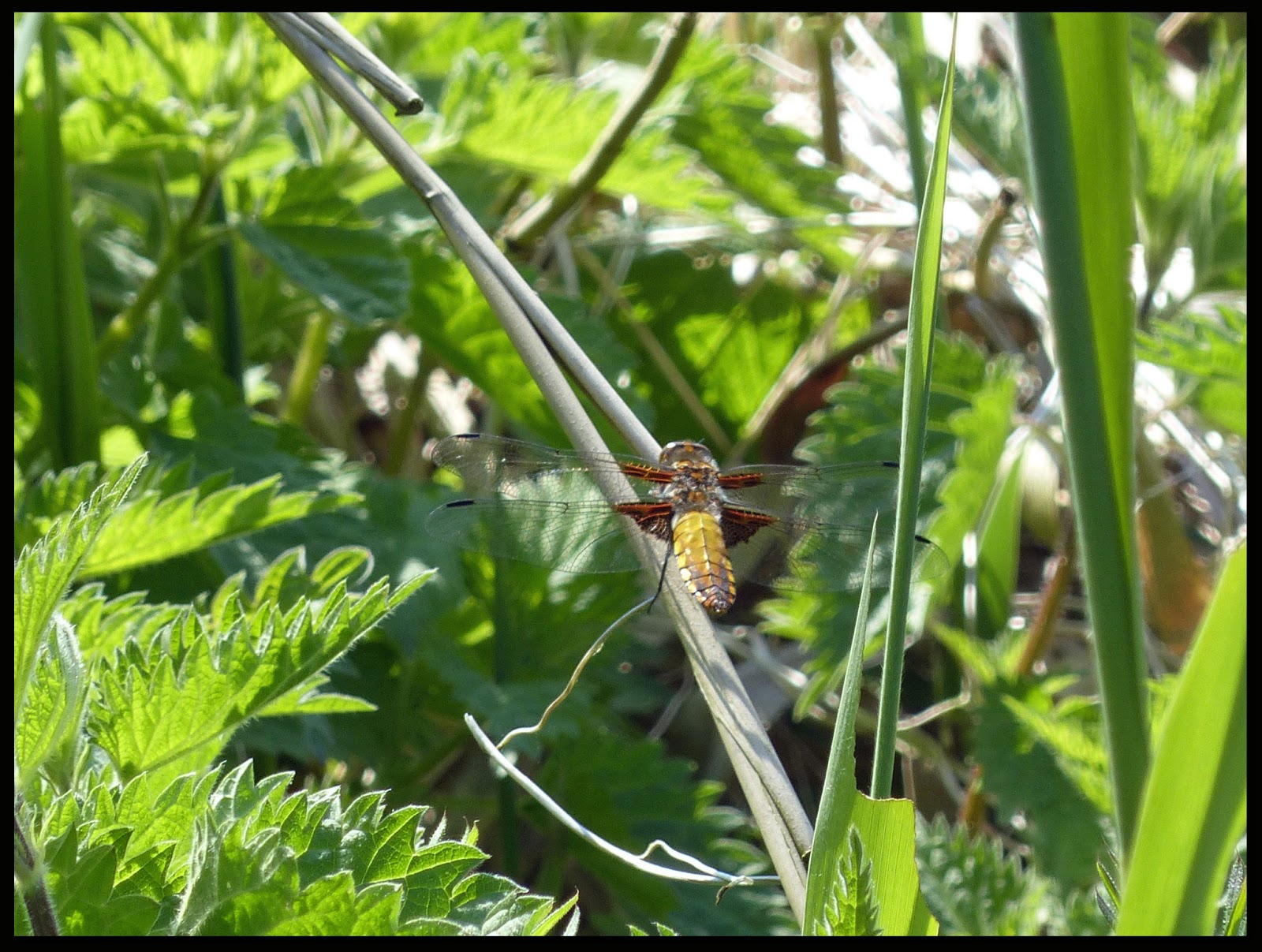 Wild and Wonderful: June 2013