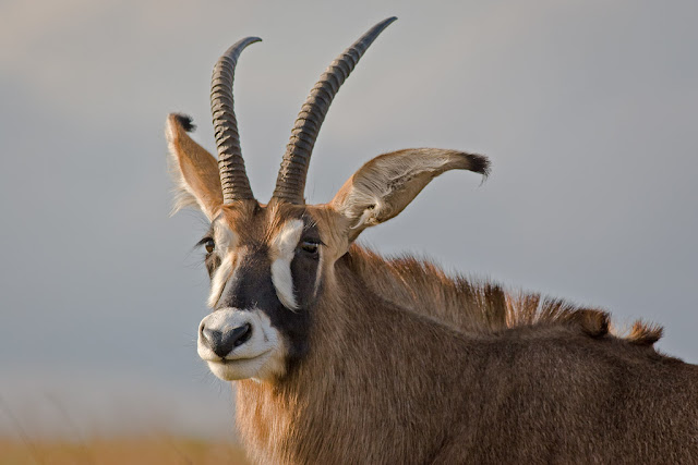 Antelope | The Biggest Animals Kingdom