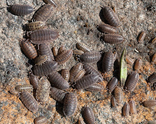 Dein NachbarLohbach: KOMPOST