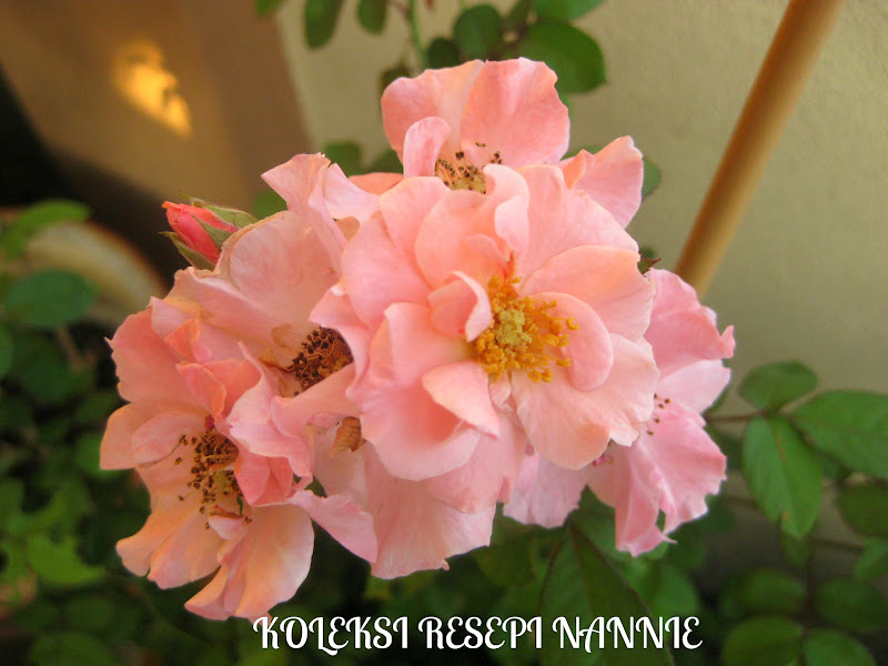 RESEPI NENNIE KHUZAIFAH: TAMAN ROS NANNIE