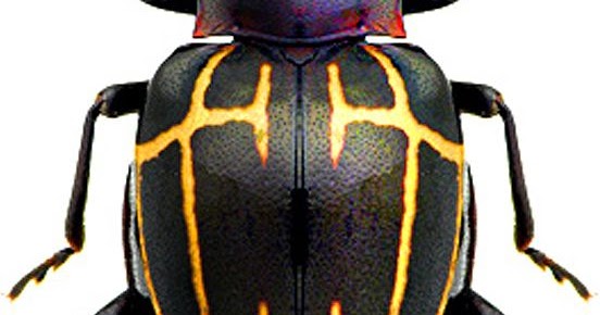 spesielt: Sinocymbachus sp.