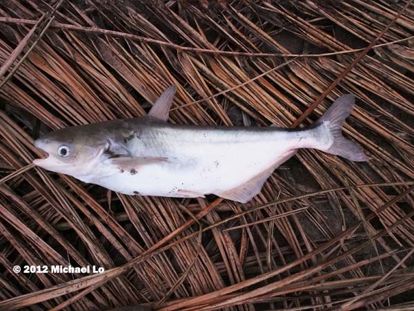 The rainforests of Borneo & Southeast Asia: Fishes of Upper Segama ...