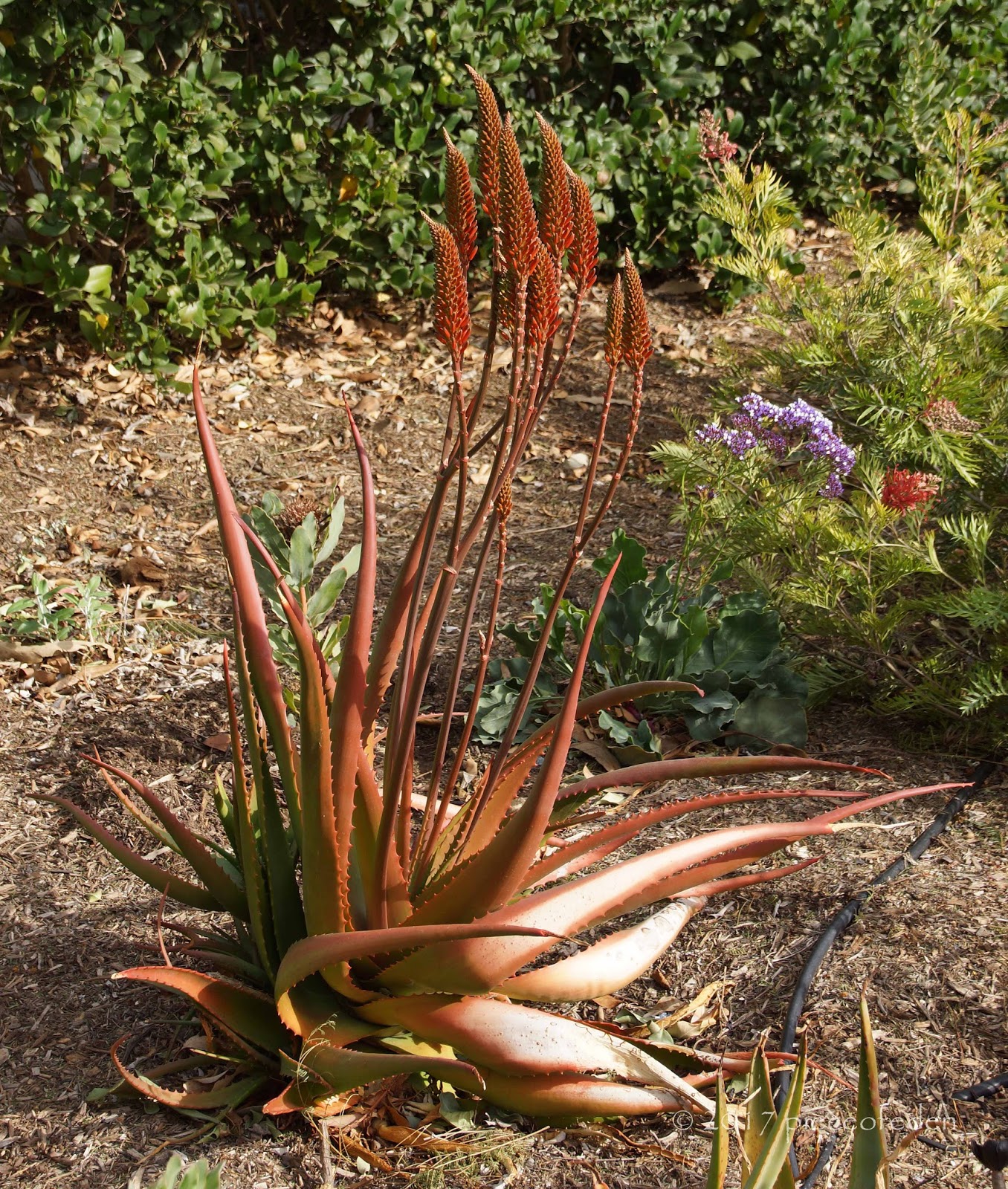 Roses And Aloes And Wind