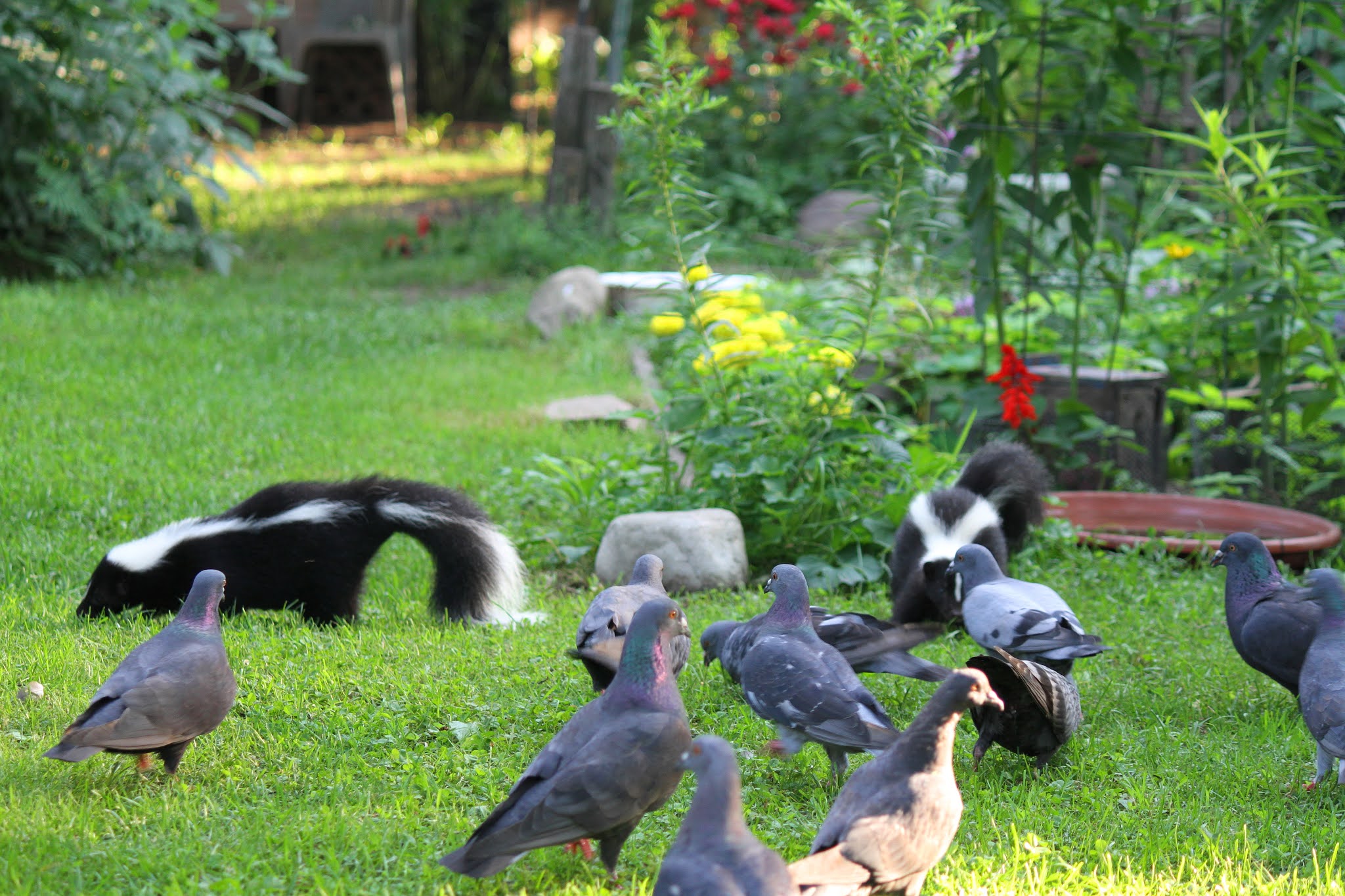 Rob and the Animals: Skunk City 2020