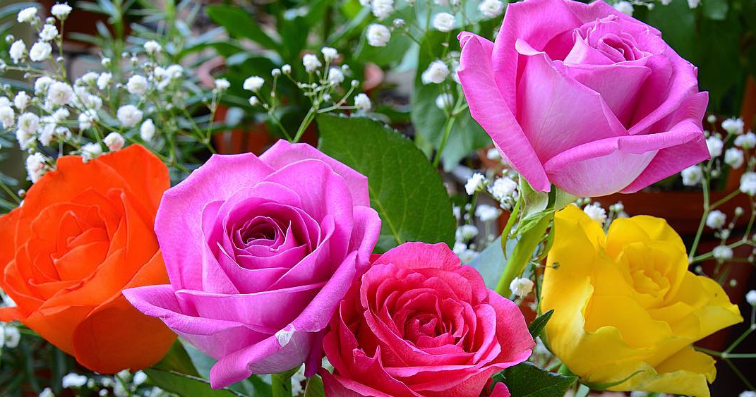 Bunga Mawar : Klasifikasi dan Spesies Bunga Mawar - Taman Bunga