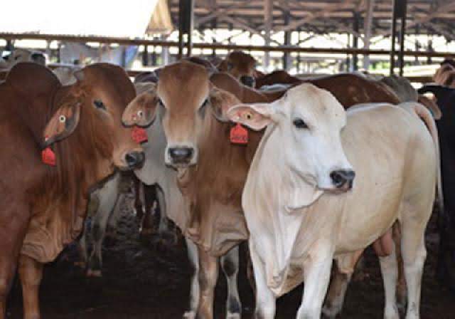 Mengenal Lebih Dekat Sapi Brahman Cross Asal Australia