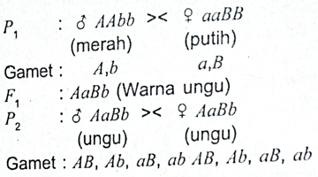 Contoh Soal Essay Biologi Kelas XII Semester 1 Beserta Jawaban Part-5 ...
