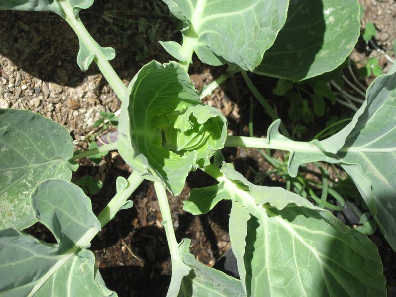 Simple. Healthy. Tasty: Quick Tour of our Garden