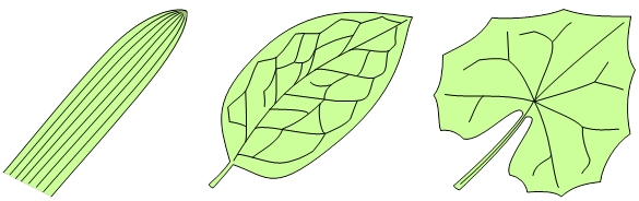 Fleurs sauvages Renaud: Les feuilles