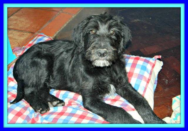 Adoptándonos: Nabucodonosor, precioso cachorrito barbincho en adopción