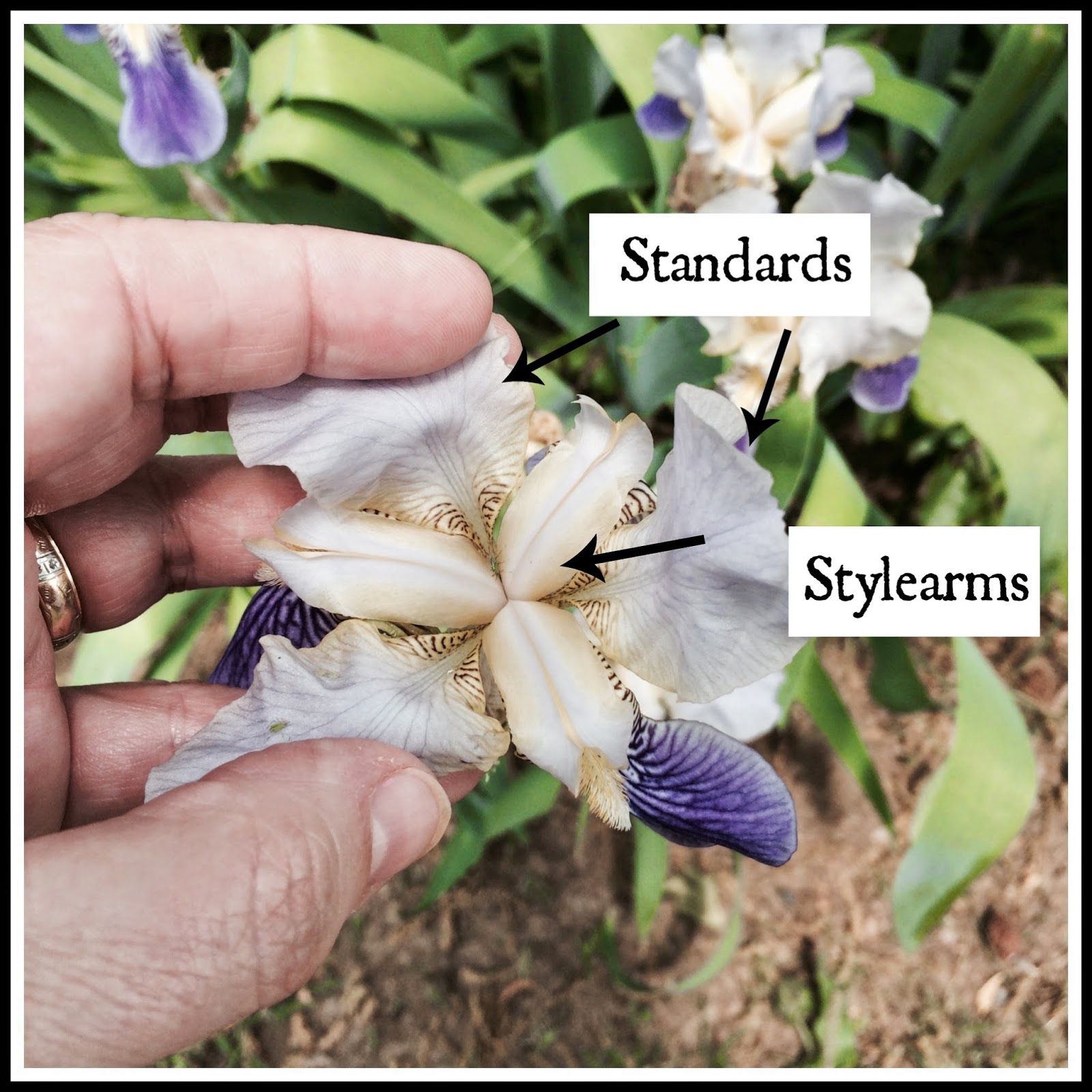 Acorn Hill Academy: May 2014