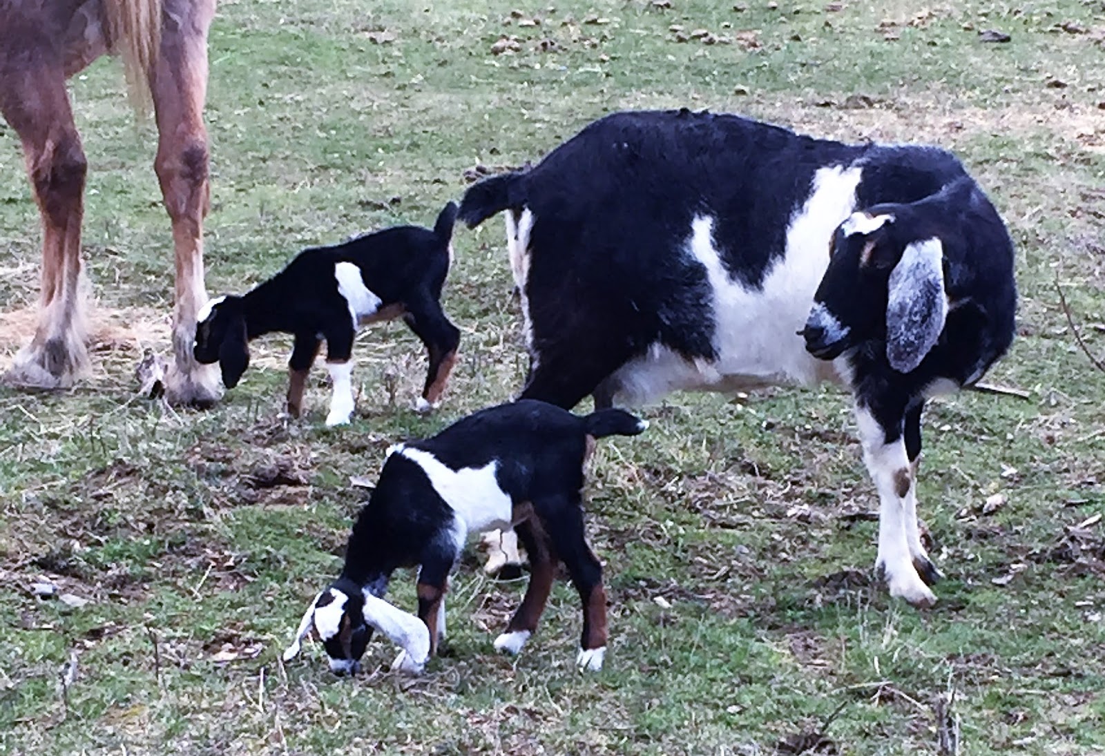 FairWinds...: Small goats, big world...