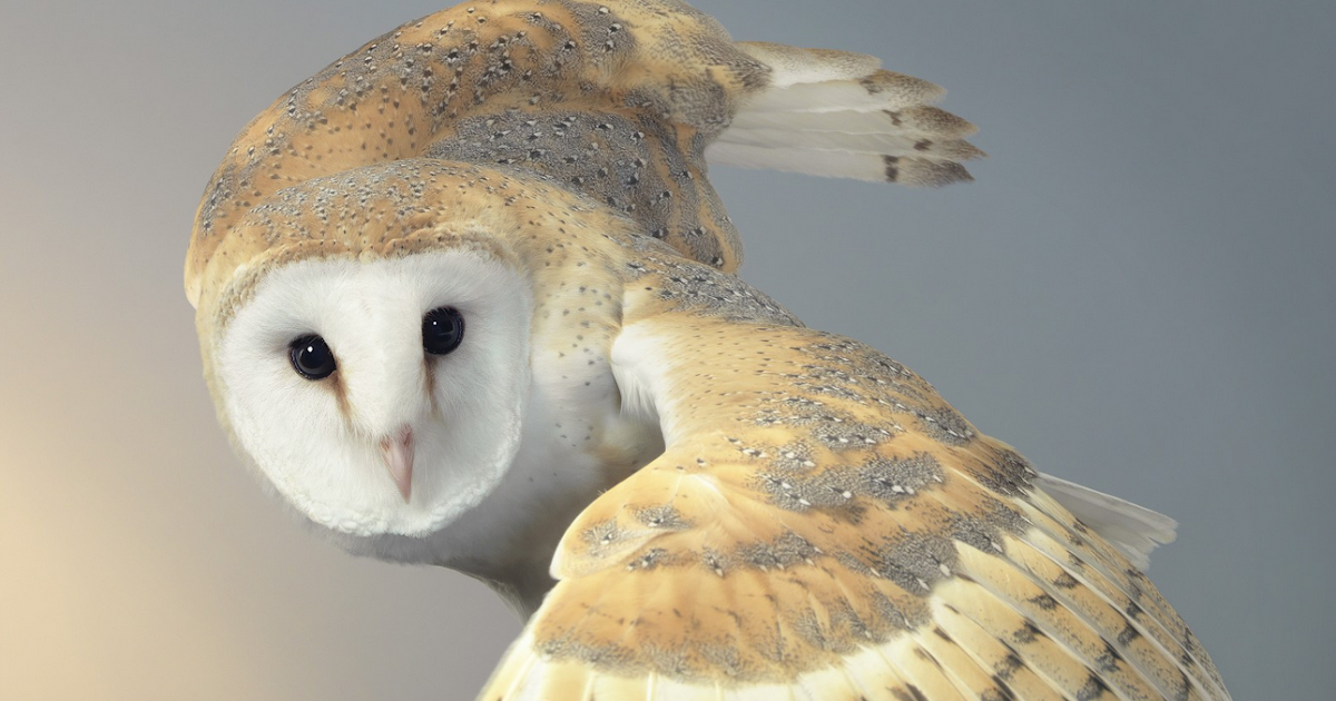 Tim Flach Photography | Graphic Design Blog