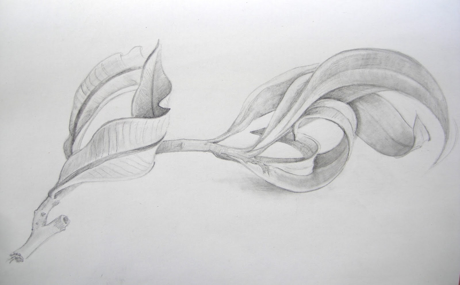 Botanical Sketches and Other Stories: Expressive Lines