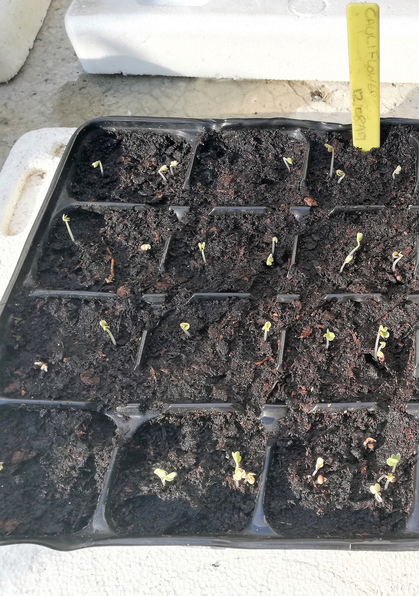 How to grow cauliflower from seed