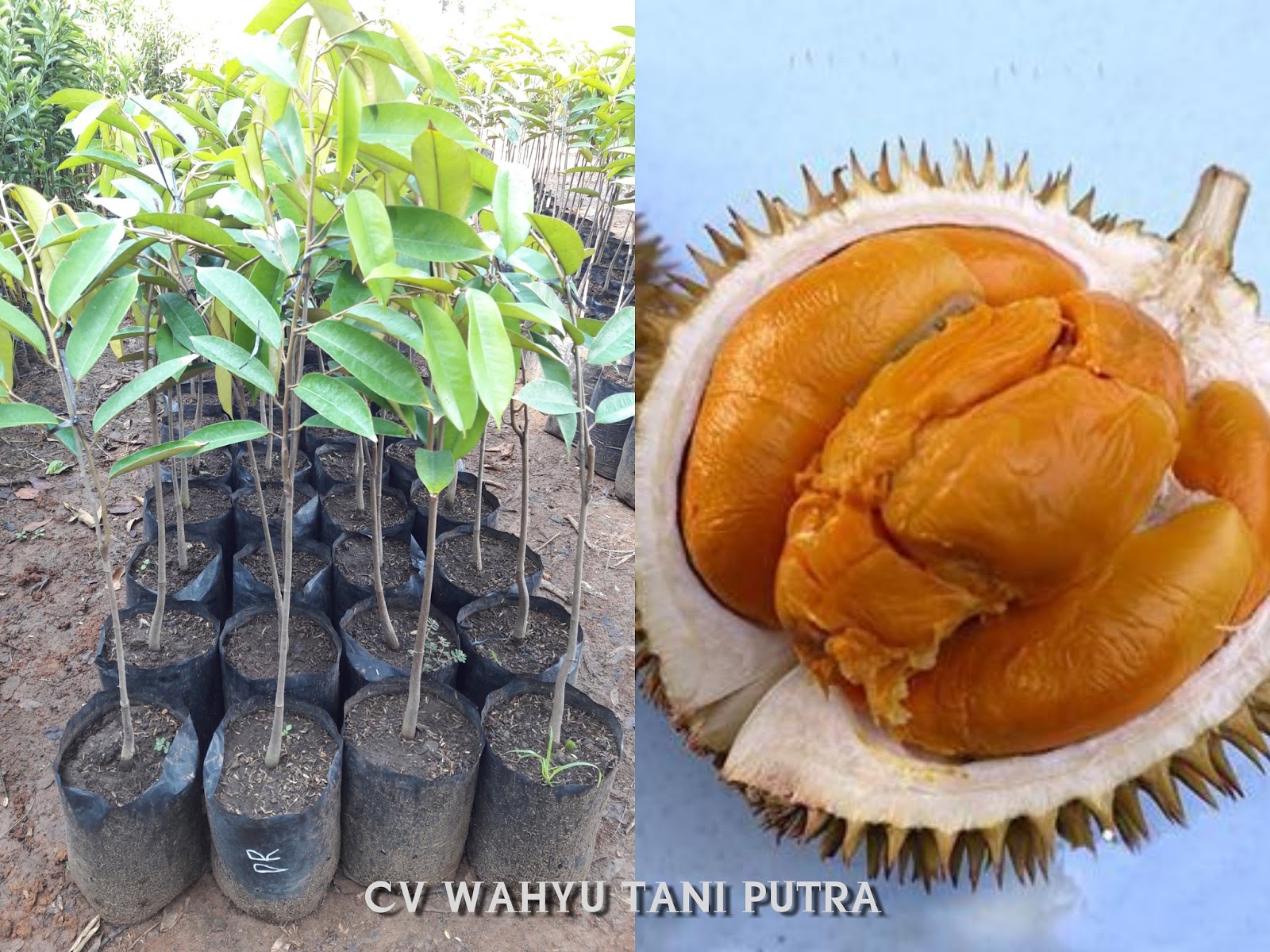 Bibit Durian Duri Hitam atau Ochee Hasil Okulasi | CV. WAHYU TANI PUTRA