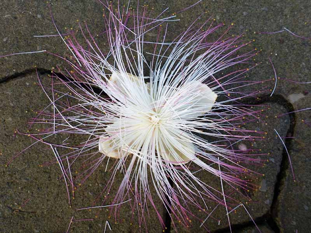 Quercus Design: Fiji, March 18; Waya on my own