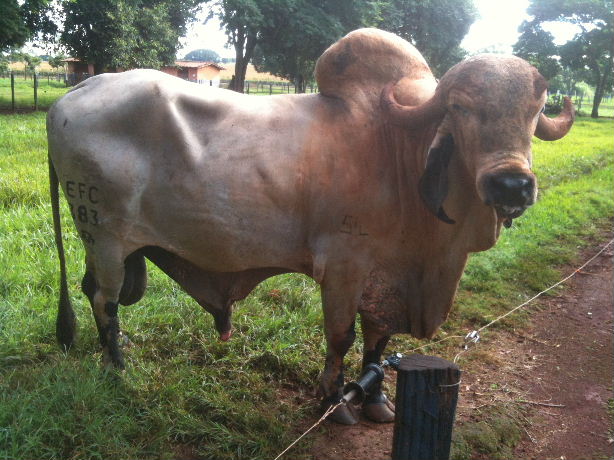 Dave's Nuffield Tour: March 30 - Cattle & Coffee