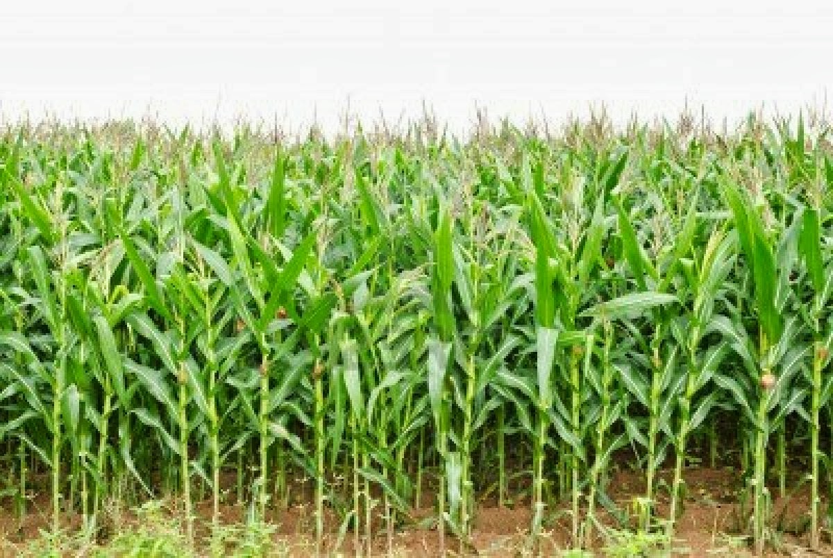 How Great Is Our GOD Of Which Soil Are You how-great-is-our-god-of-which-soil-are-you