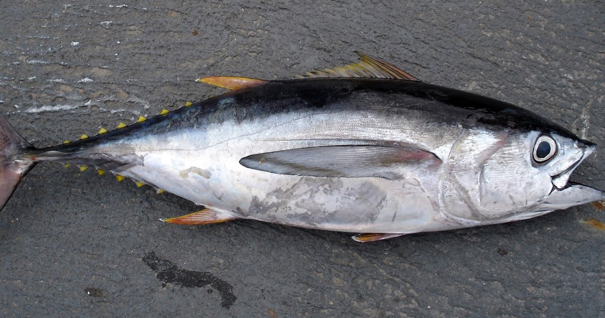 Morfologi Ikan Tuna Sirip Kuning - Homecare24 Morfologi Ikan Tuna Sirip Kuning - Homecare24