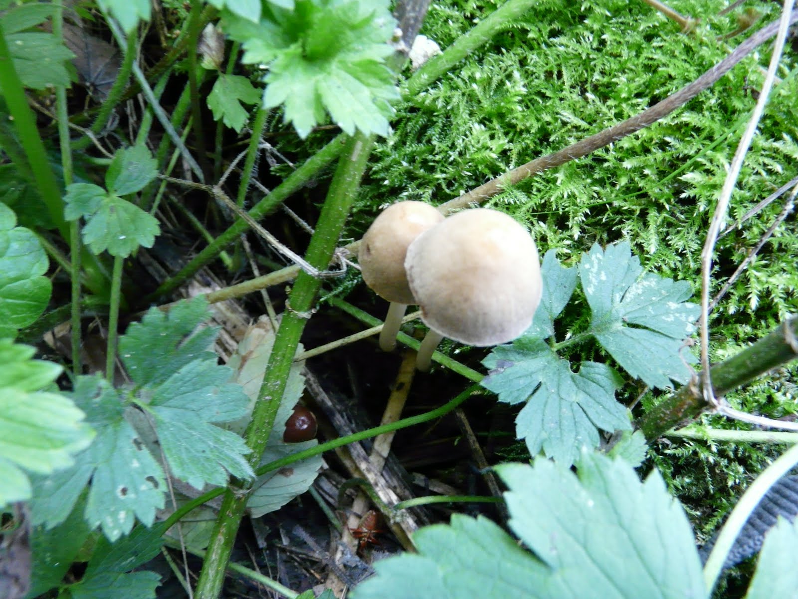 Foraging in The Cotswolds: Rendcomb Village