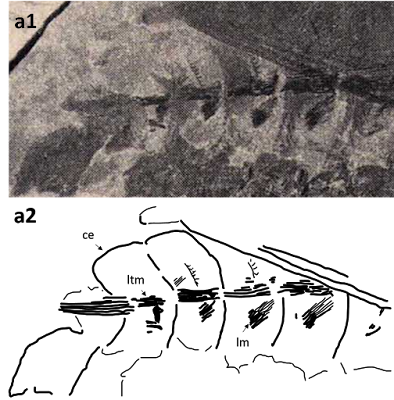 Misunderstood then, misunderstood now: the story of 'Zoon