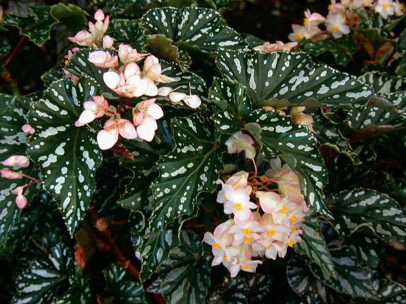 Всё о бегониях и не только...: Begonia 'Silver Splash'