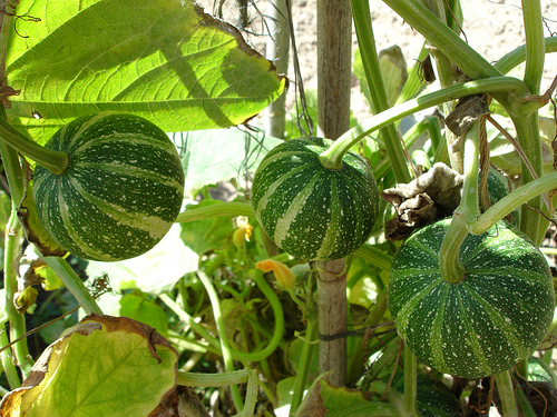 Fichas de Plantas: La Calabacera