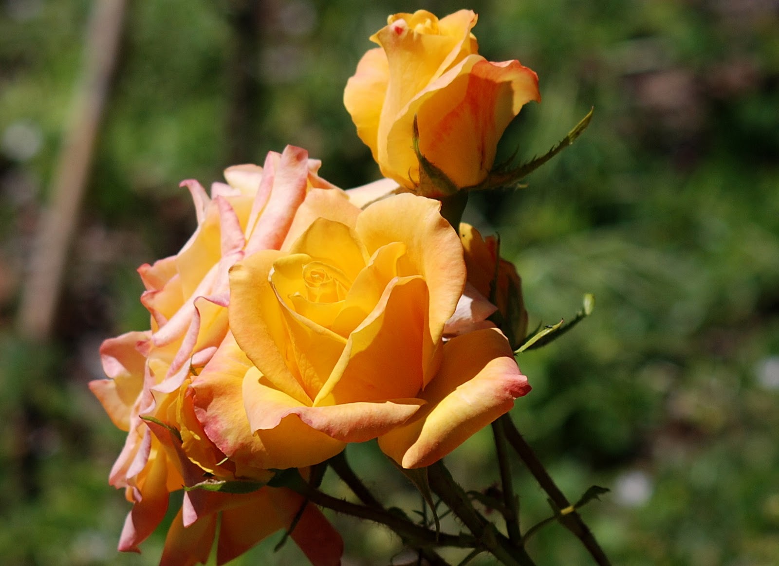 ROSAS DE TÉ de mi amiga Rosa - BOTÀNIC SERRAT