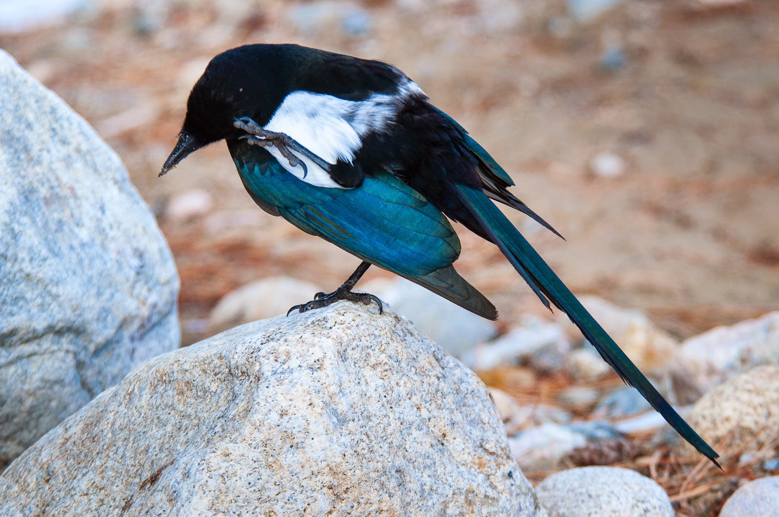 A Tree Falling: RMNP: December 2014, Part I