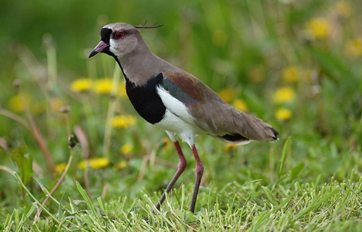 Uruguay y sus curiosidades-Uruguay and its curiosities: EL TERO: AVE NACIONAL DEL URUGUAY