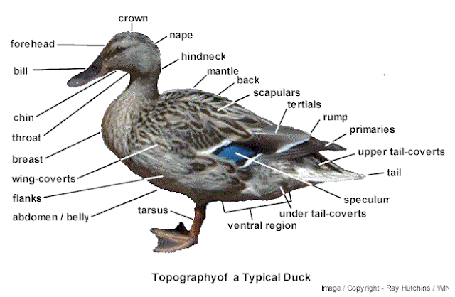 Naturaleza Viva : EL Pato de Rio ( Familia Anatidae )Ánade real (Anas ...