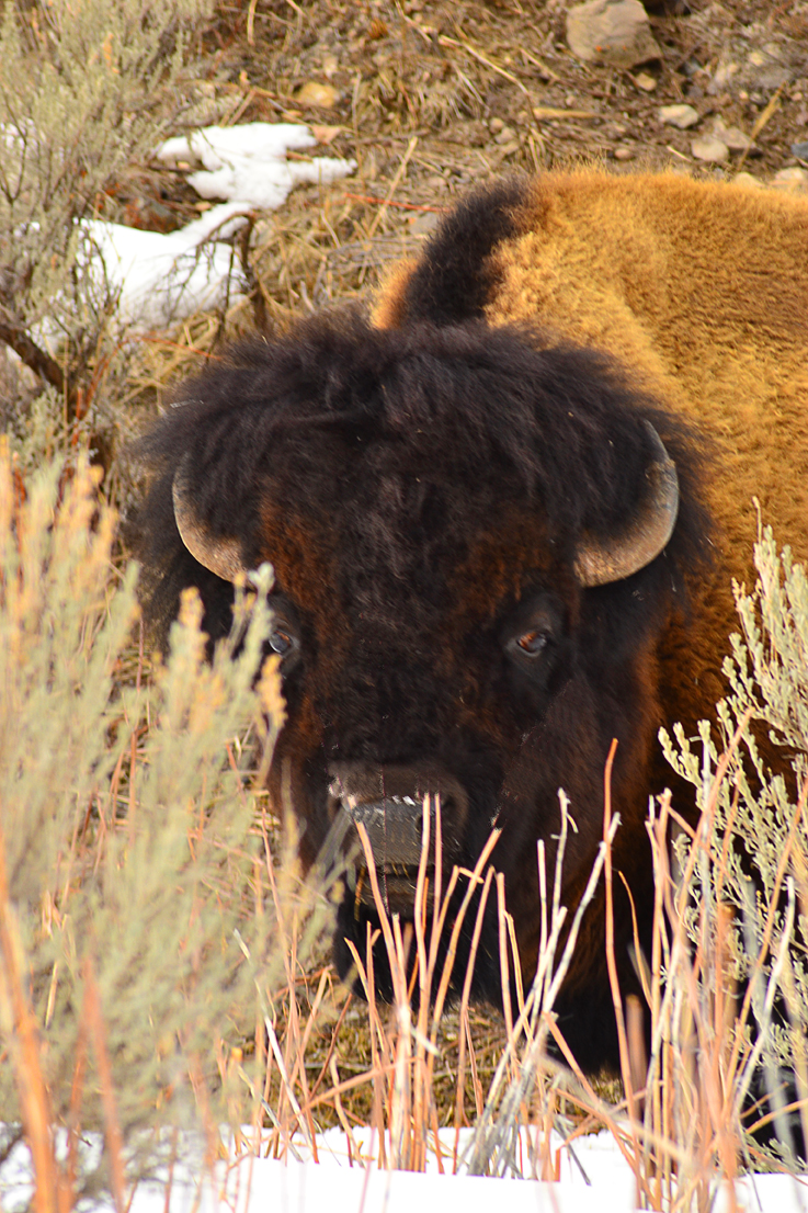 Putah Creek Photo: A Giant Full Moon Over Livingston and a Gigantic Buffalo