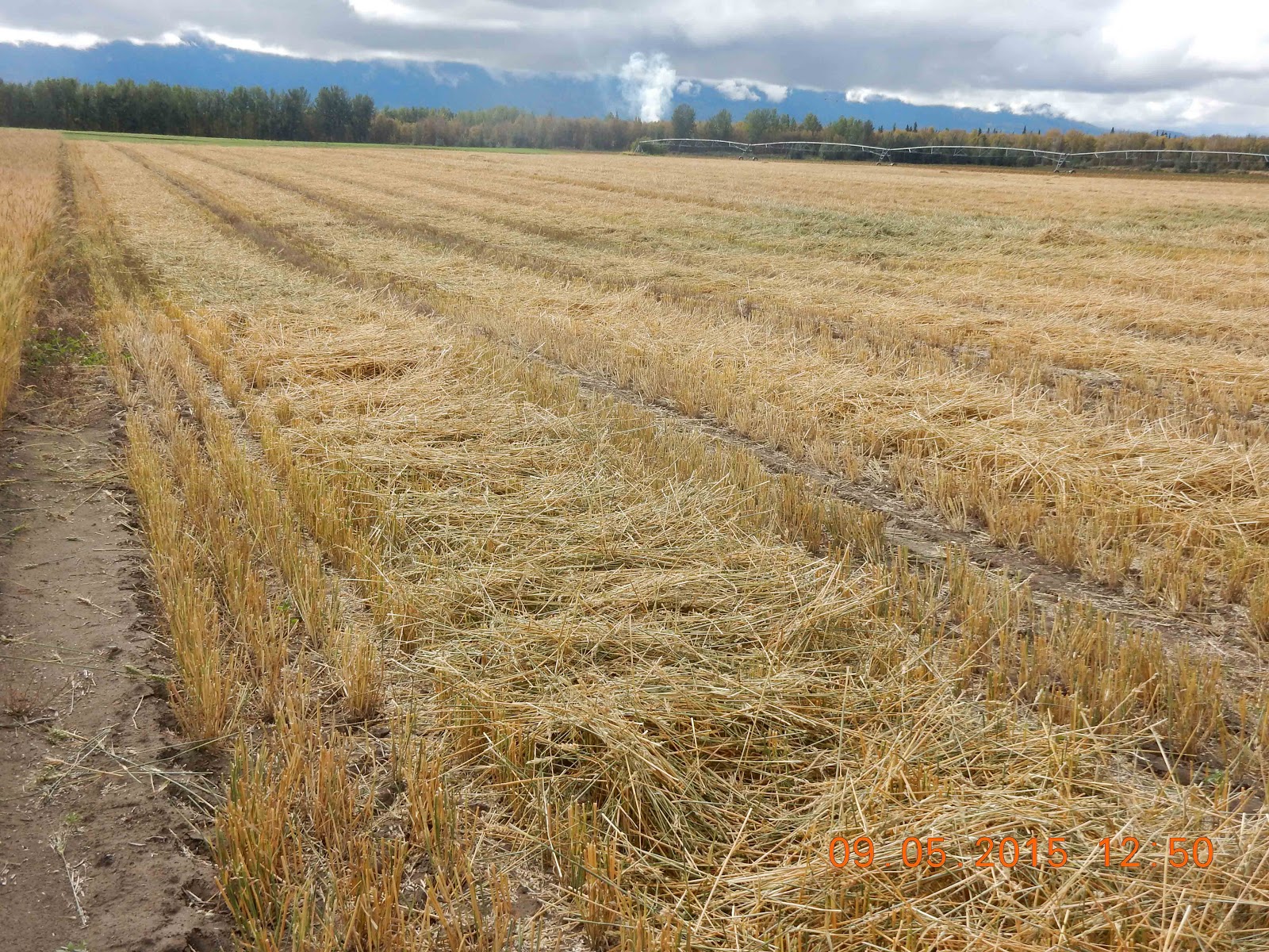 Wheatavore: VanderWeele's Wheat, Mat-Su Valley Alaska -- September 2015 ...