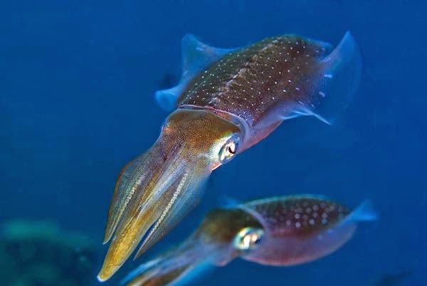 A MAGYAROK TUDÁSA: KALMÁROK