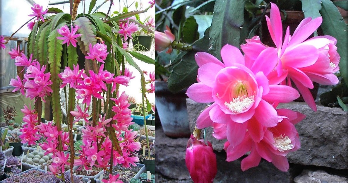 Disocactus phyllanthoides - German Empress