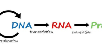 DNA and RNA structure - 1