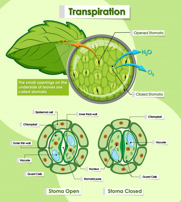 PLANT WATER RELATION One Biology plant-water-relation-one-biology