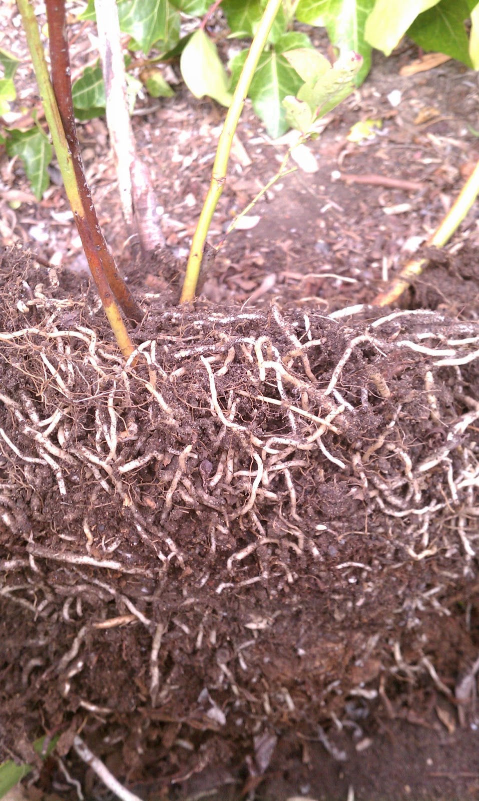 San Francisco Waldorf School: Urban Farm and Garden Blog