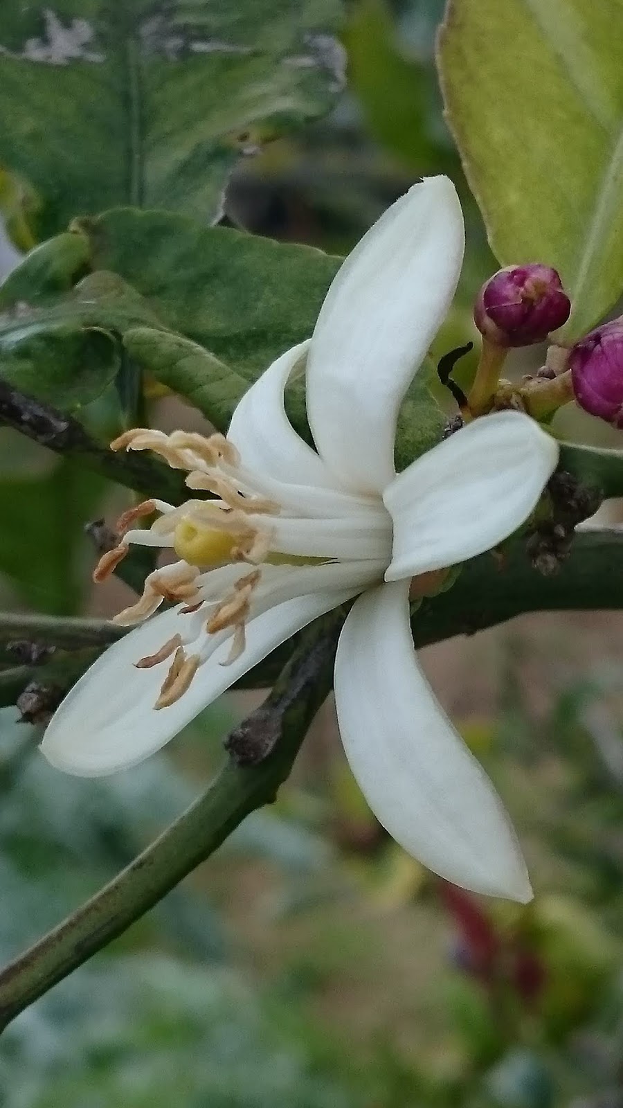 El Huerto de Jose Antonio: La hibridación en nuestros cultivos.