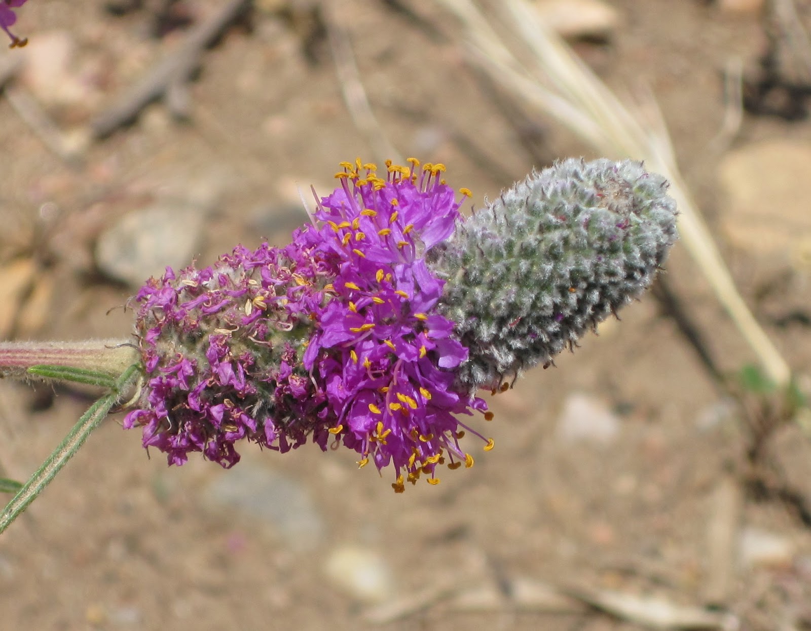 What's Blooming on Green Mountain: Some unusual wildflowers to look for