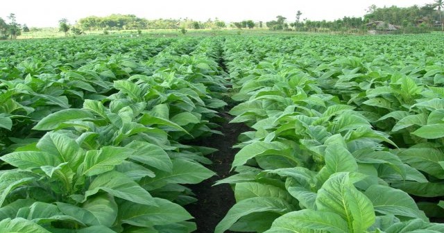 BAGIAN BAGIAN TANAMAN TEMBAKAU