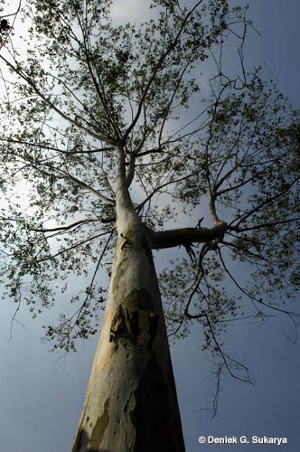 AMPUPU (Eucalyptus urophylla S.T. Blake) - Ensiklopedia kehutanan