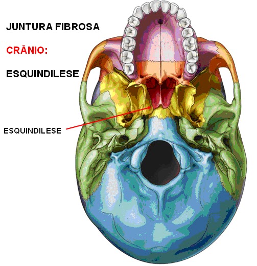 Blogão de Fisio: ARTICULAÇÕES