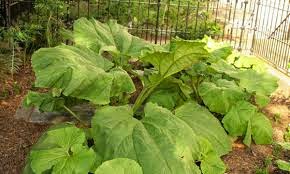 Simplisia Radix ~ Ega Ayu Prastika