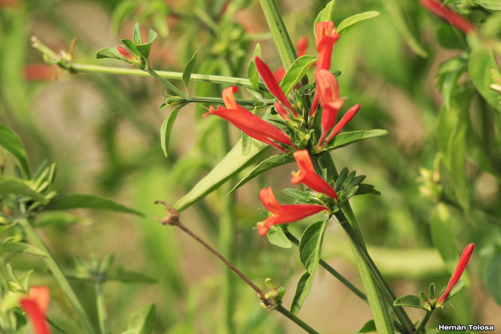 Flora Bonaerense: Canario rojo (Dicliptera tweediana)