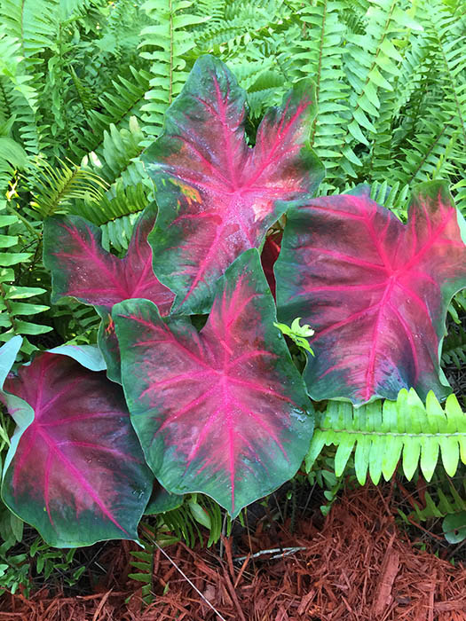 Caladium Florida Warna Merah