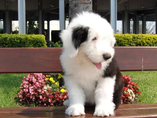 Pastor Ingles (Bobtail) | Razas De Perros