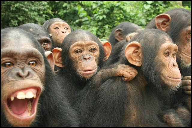 Why There Are So Many Mokeys In Zimbabwe