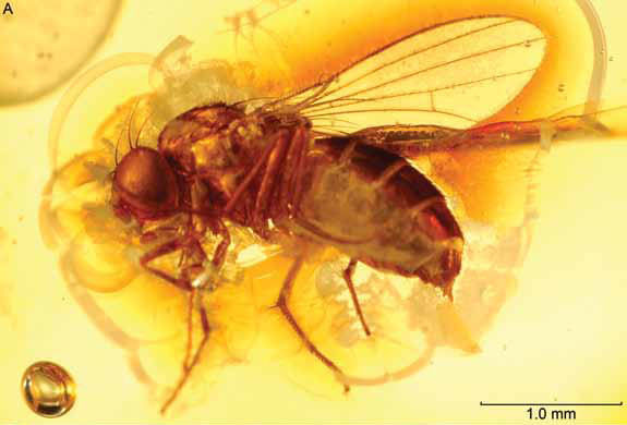 Sciency Thoughts: Miocene Quasimodo Flies in Dominican Amber.